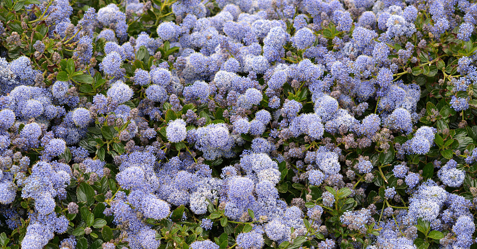 Perennials - Hoovers Farm Market & Greenhouse