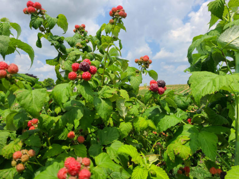 Black Raspberries - Hoovers Farm Market & Greenhouse